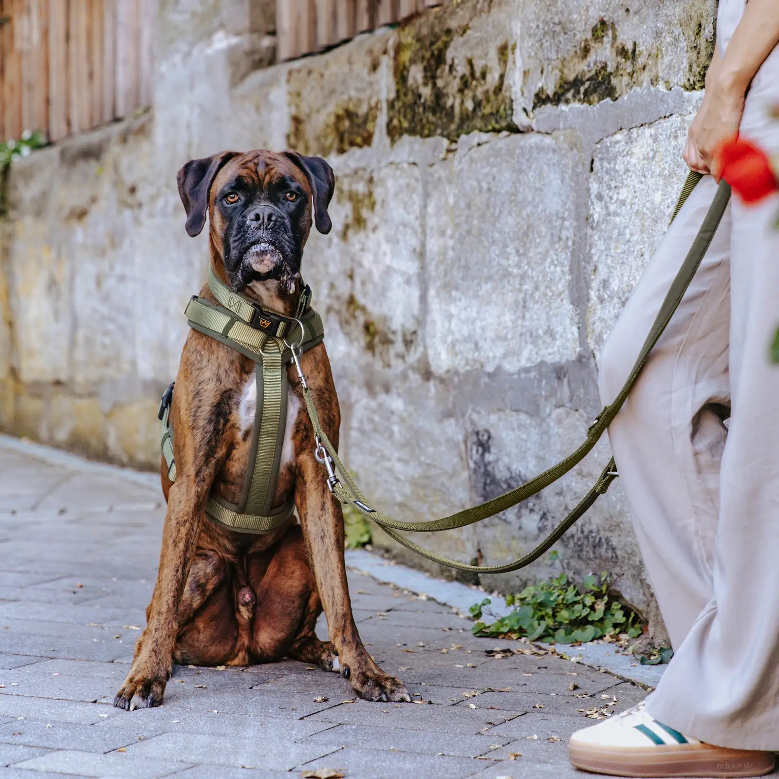 Gassi-Set Rudelkönig™ – 3-teilig, gepolstert & mit 10% Rabatt
